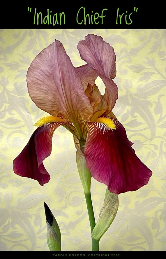 1/ INDIAN CHIEF Tall Bearded Iris Bare Root Live Plant Rhizome - Etsy