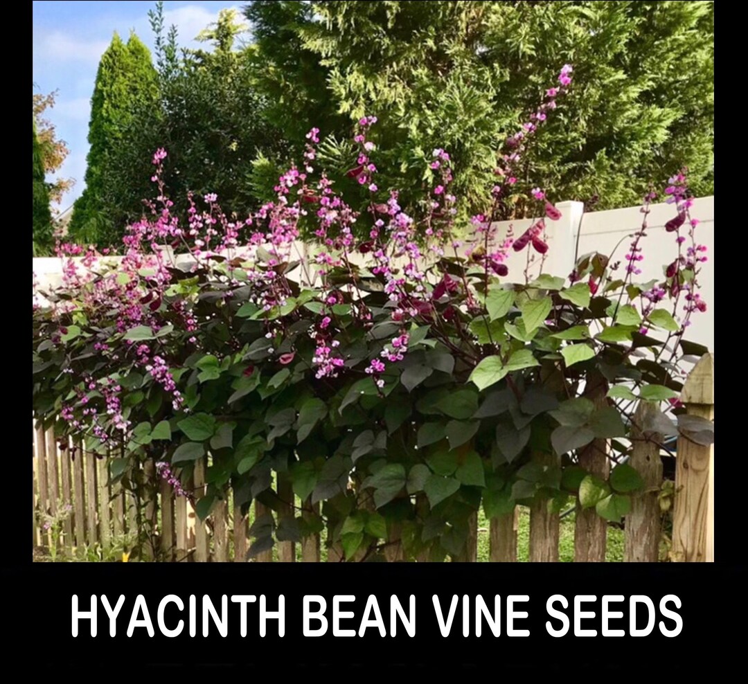 12/ Fresh Organic 2026 HYACINTH BEAN Vine Seeds Experienced USA Grower ...