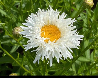 Shasta Daisy / Crazy Daisy Flower Seeds / Leucanthemum/perennial 50 - Etsy