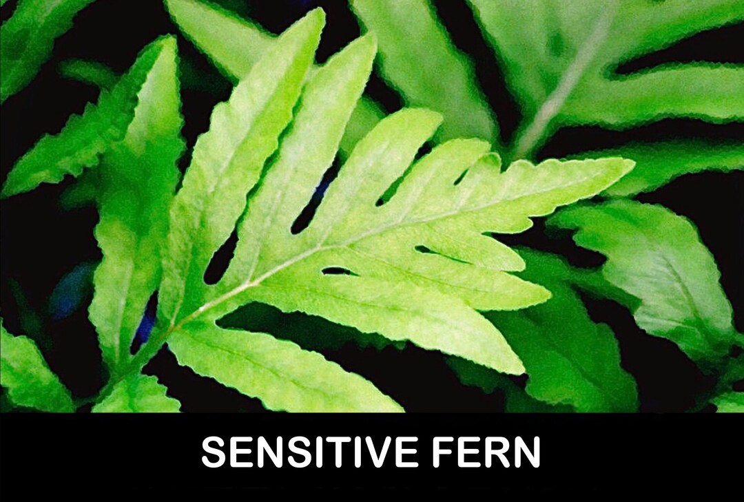 3/ SENSITIVE FERN Bare Root Starter Plants Perennial Native Woodland ...