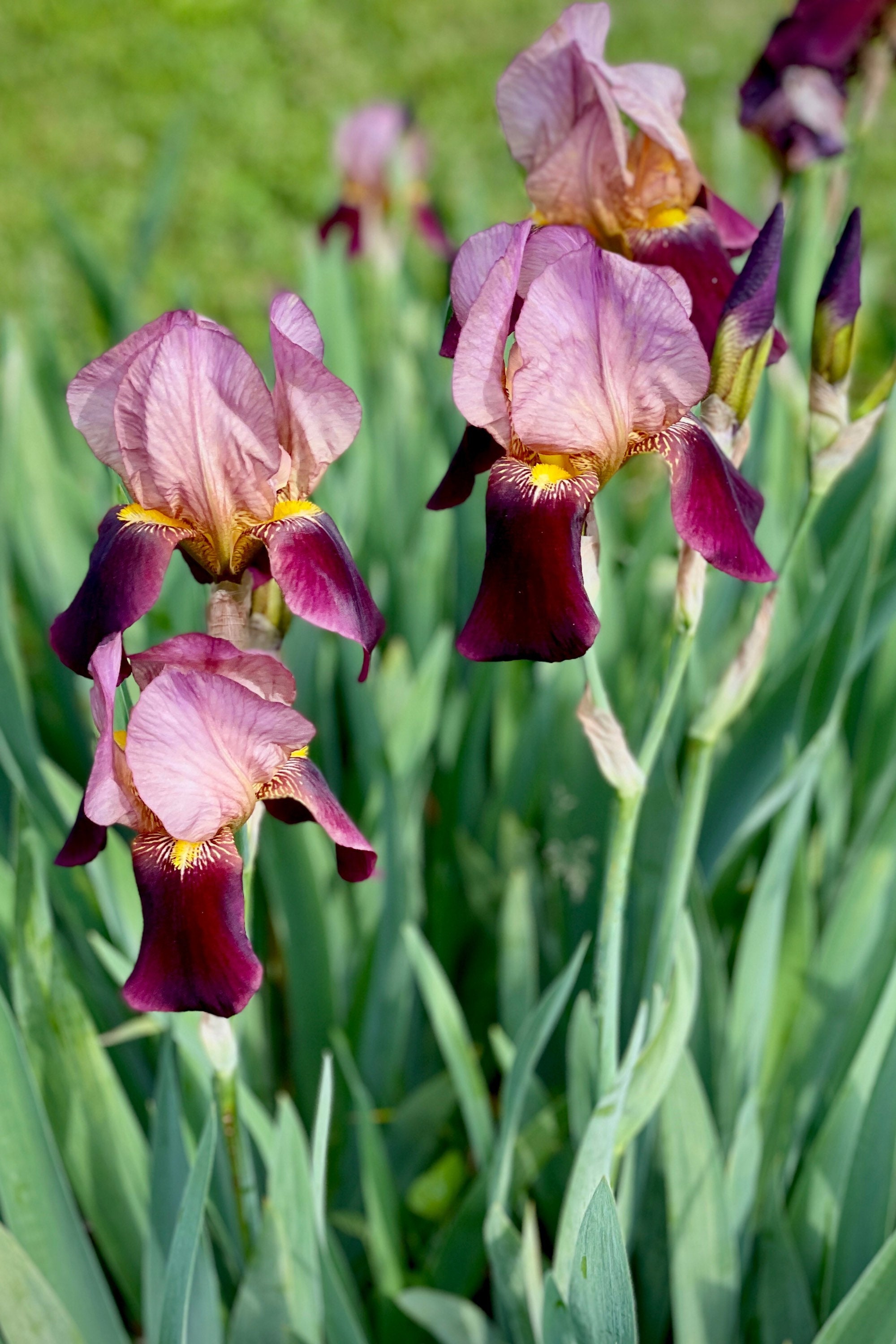 1/ INDIAN CHIEF Tall Bearded Iris Bare Root Live Plant Rhizome Flowers ...