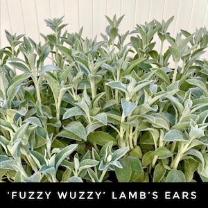 3/ LAMB’S Ears ‘fuzzy Wuzzy’ Hybrid Bare Root Live Starter Plants ...