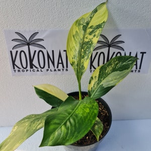 Dieffenbachia Daguensis Dieffen Bachia Yellow Variegated Plants Retail ...