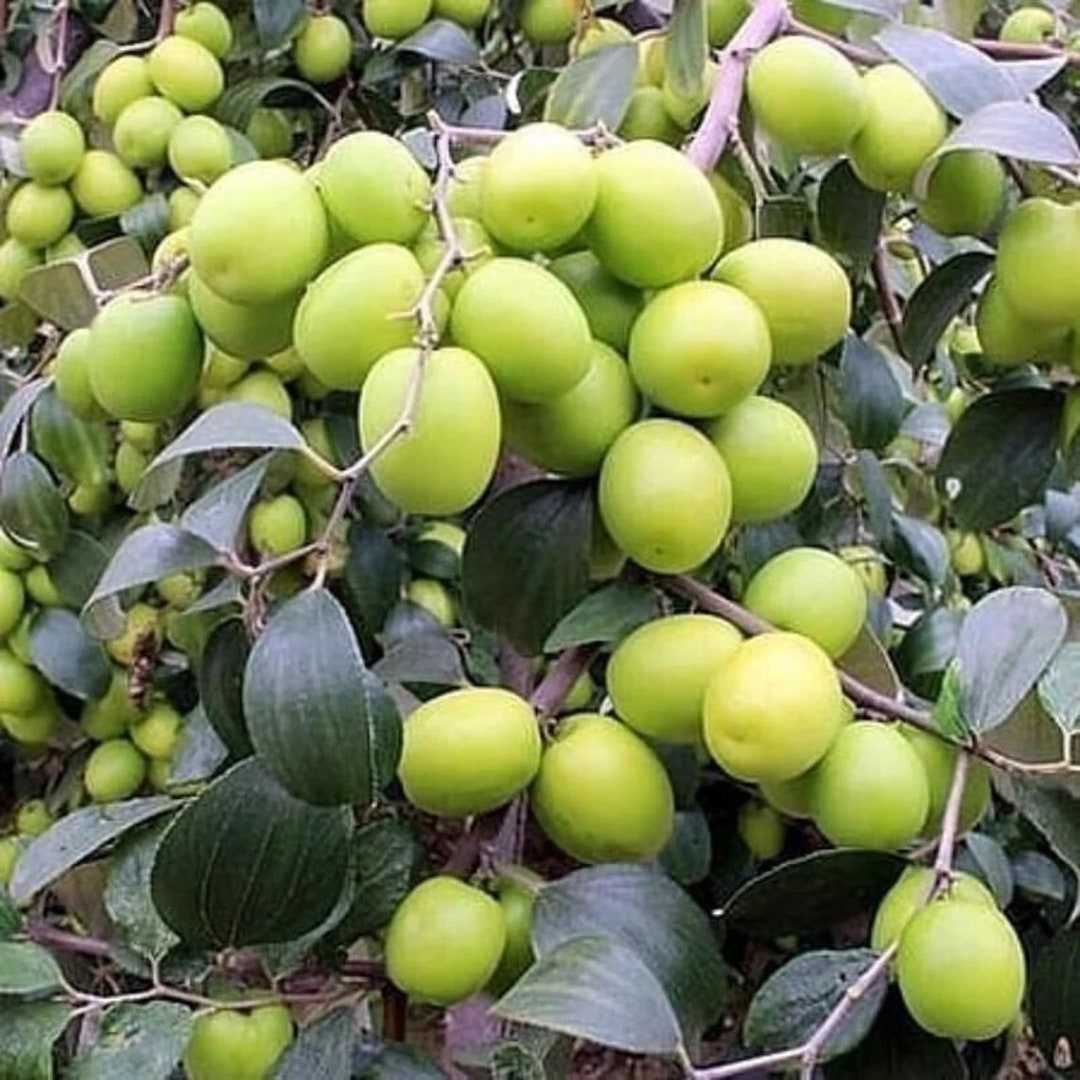 Manzana Injertada Frutas Futsa India Árbol Frutal Venta Al Por - Etsy ...