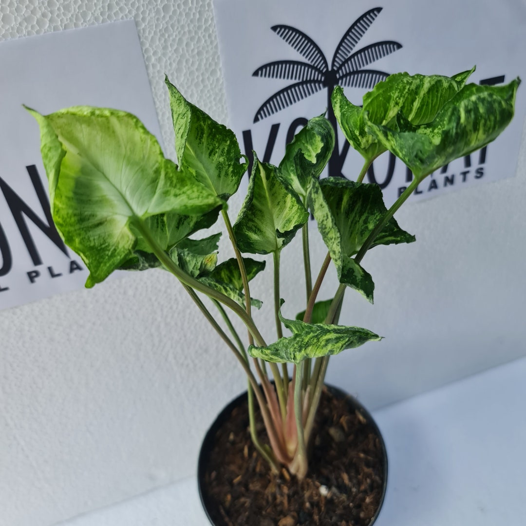 Big Promo Rare Syngonium Godzilla Plants Retail / Wholesale - Etsy