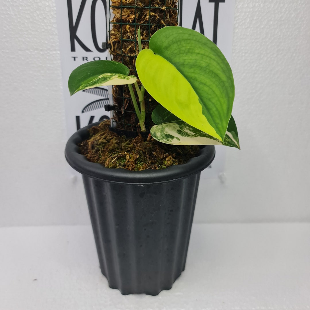 Scindapsus Jade Satin Aurea Yellow Variegated Plants Retail / - Etsy