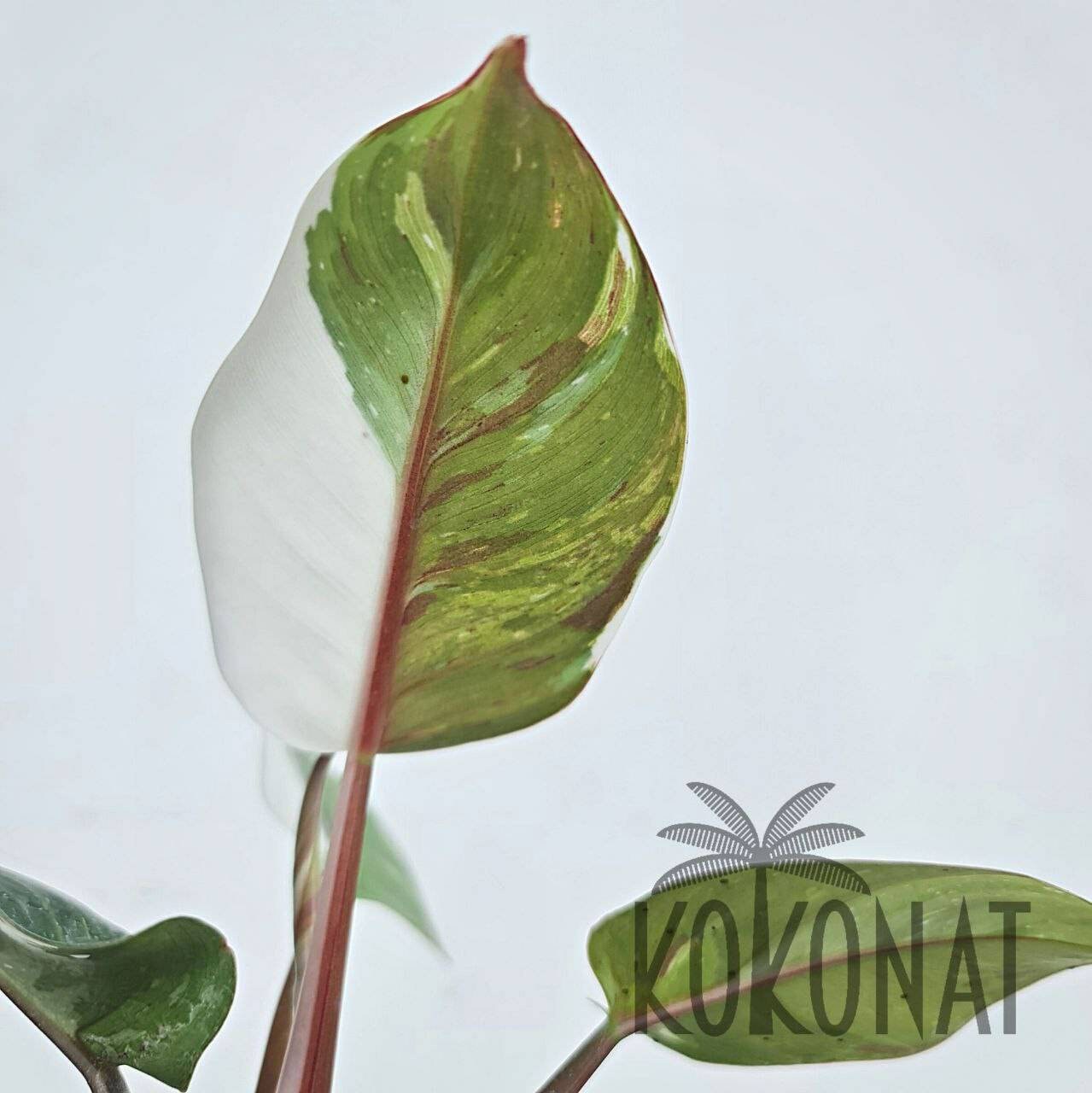 Big Promo Special Philodendron White Knight Variegated Plants - Etsy