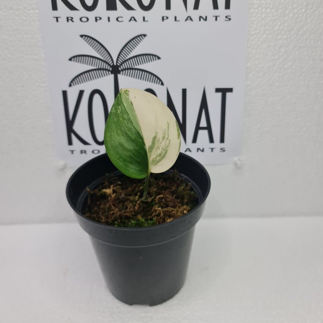 Scindapsus Rubicon Variegated 1 Leaf Plants Retail / Wholesale - Etsy