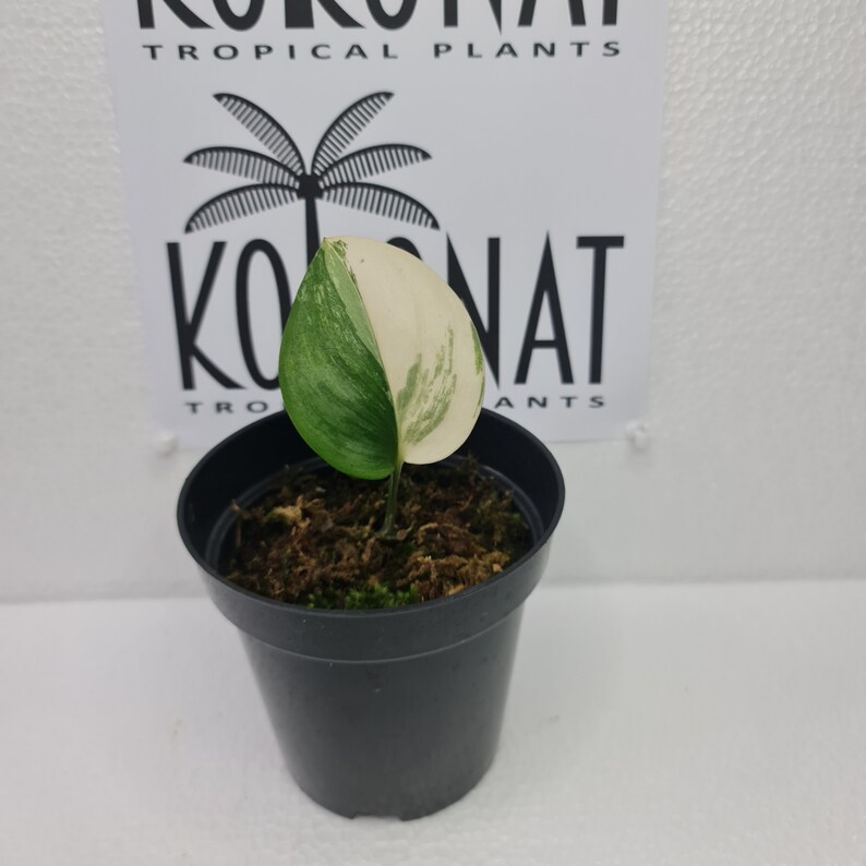 Scindapsus Rubicon Variegated 1 Leaf Plants Retail / Wholesale - Etsy