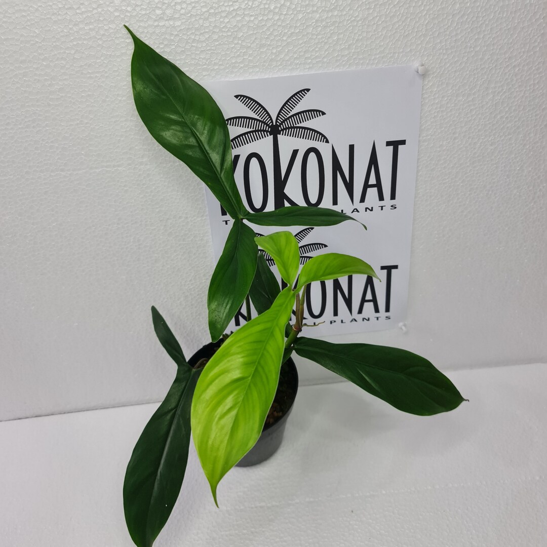 Philodendron Code 69686 Plants Retail / Wholesale - Etsy