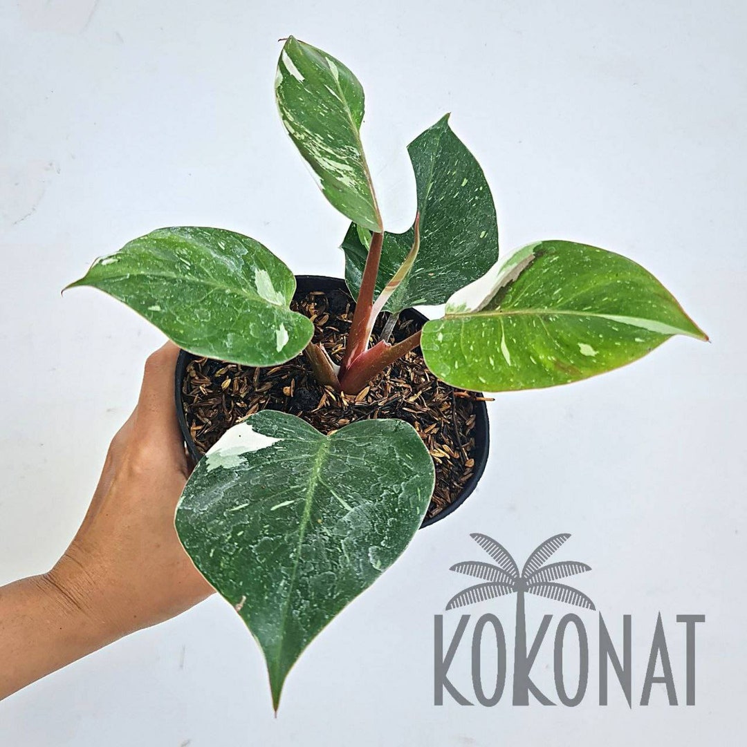 Big Promo Special Philodendron White Knight Variegated Plants Retail ...