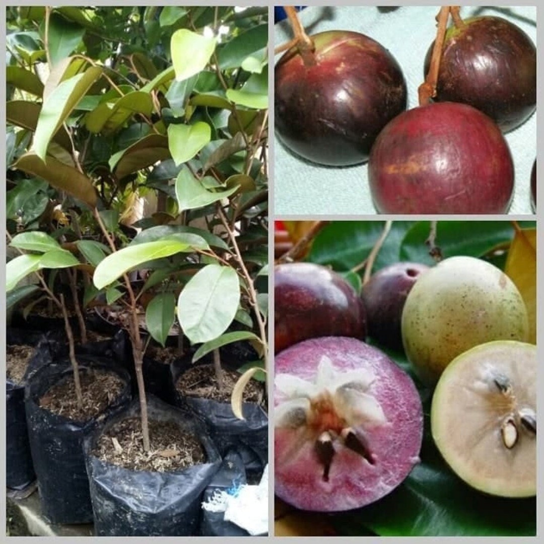 Grafted Kenitu Purple Fruits Fruit Tree Retail / Wholesale - Etsy
