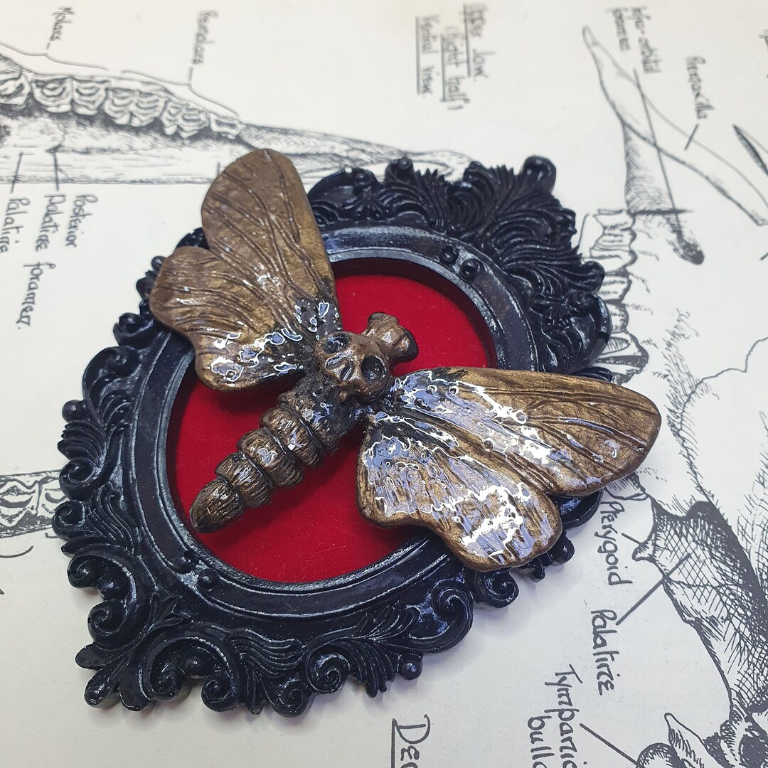 Golden Death Head Hawk Moth Specimen in Frame, Memento Mori, Gothic ...