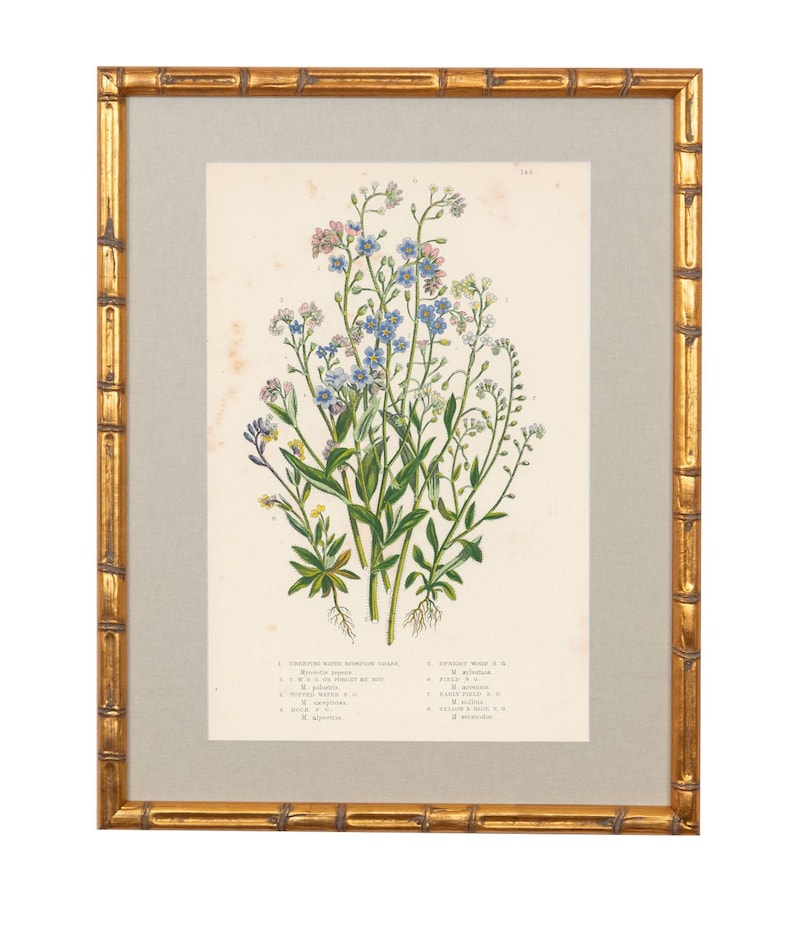 Set of Two Gilded Framed Remastered 19th Century British Botanical ...