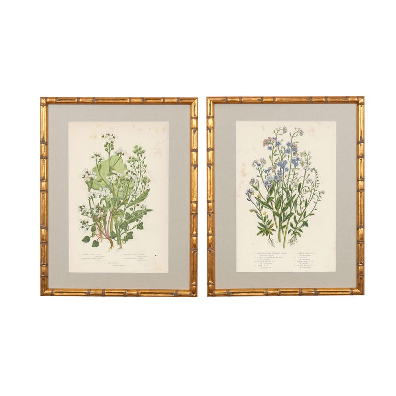 Framed Botanical Prints - Etsy