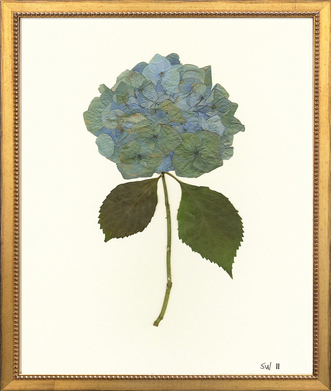 Set of Four Pressed Hydrangea Giclées I IV - Etsy