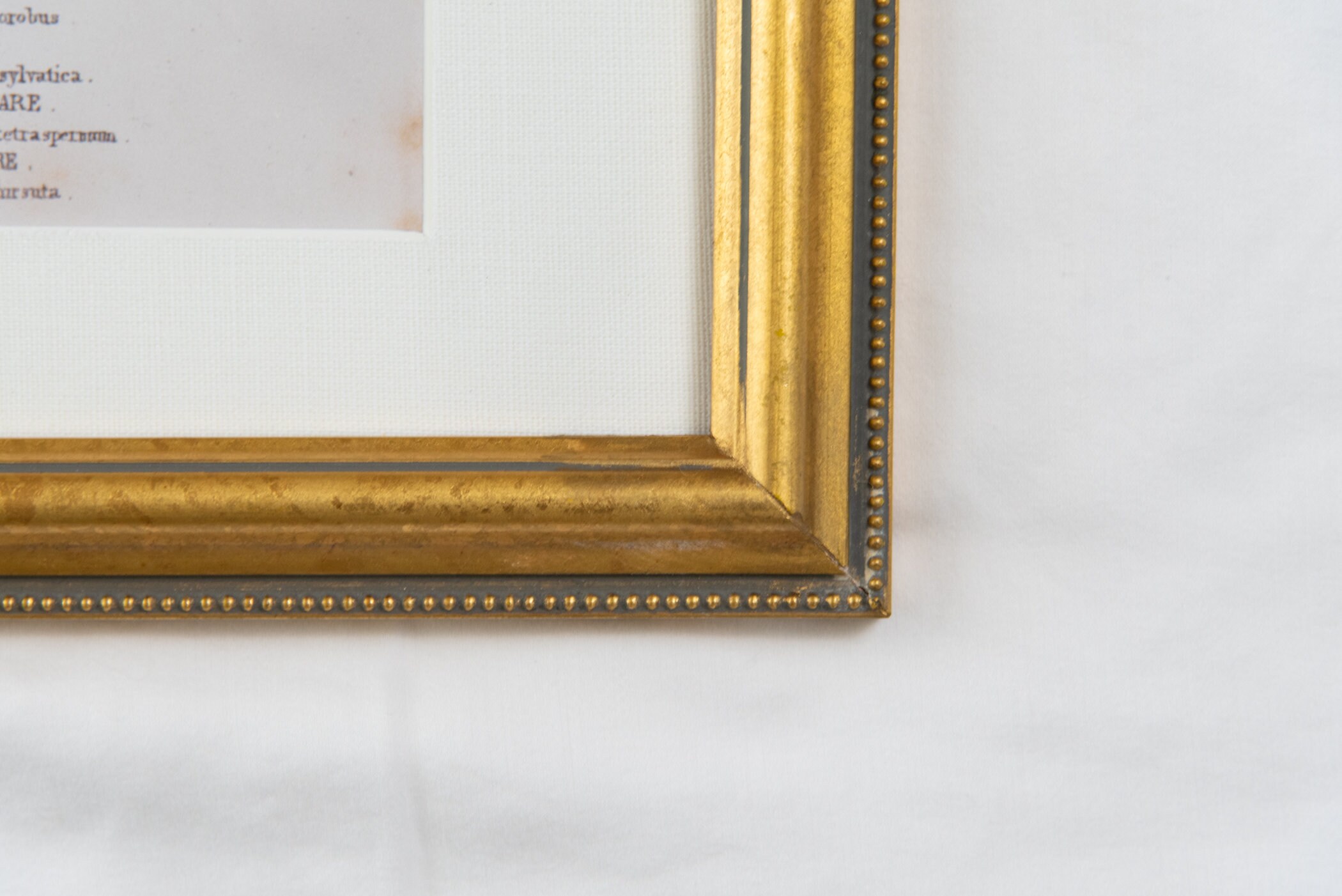 Custom Gilded Framed Remastered Vintage Floral Illustration Giclée With ...