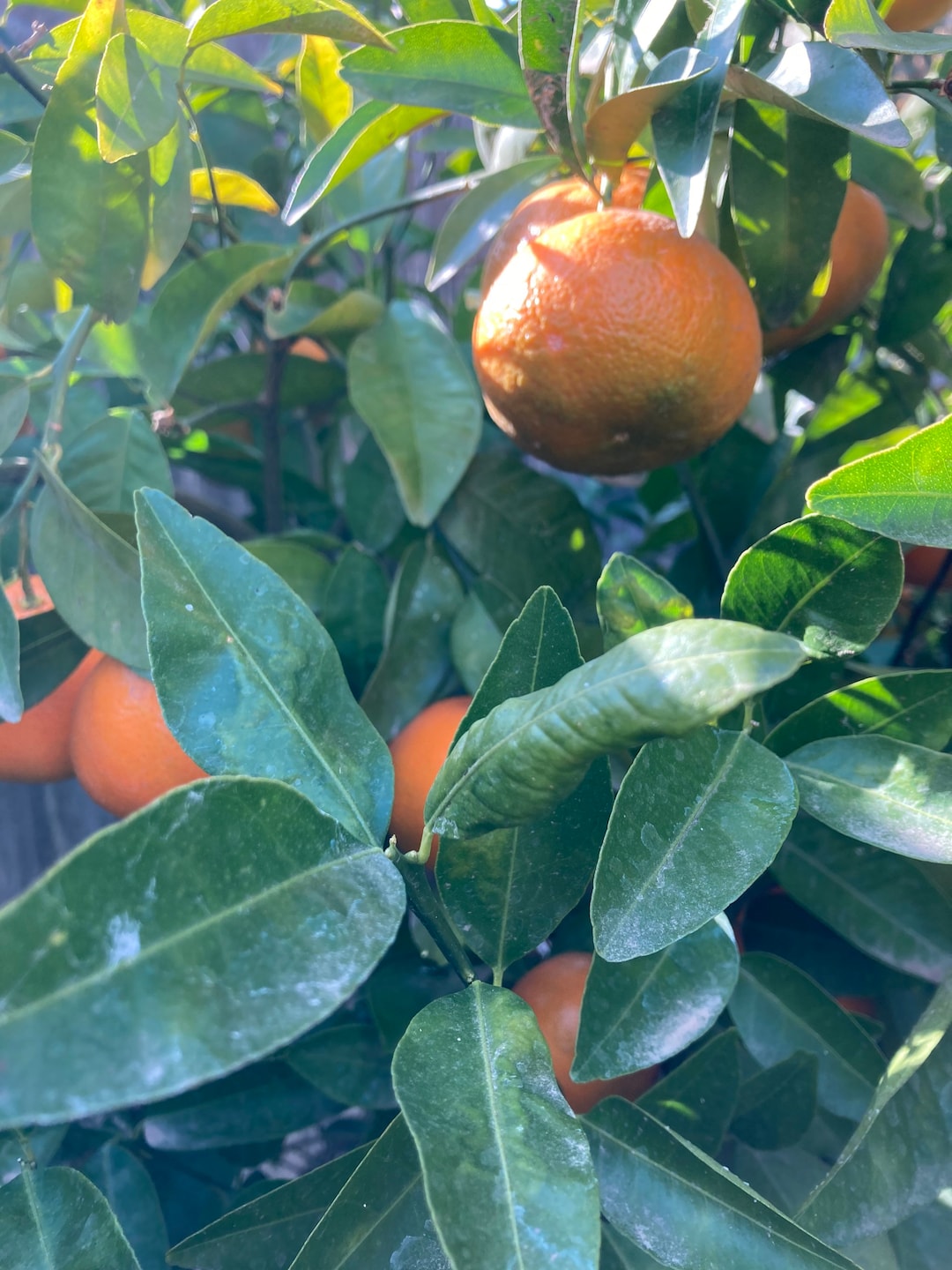 Fresh Sweet Satsuma Mandarin Tangerine Fruits, No Gmo, Fresh From Tree ...