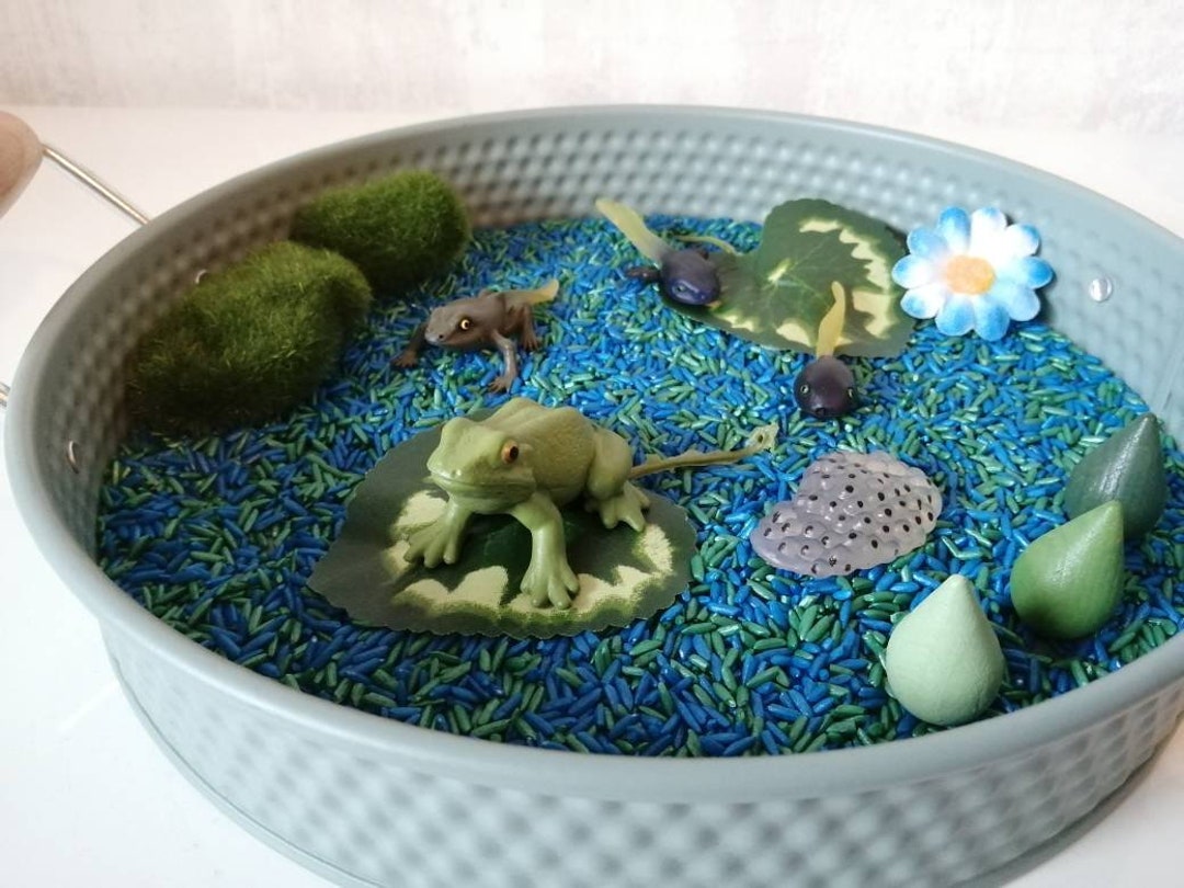 Frog Life Cycle Set. Sensory Resources. Messy Play. - Etsy