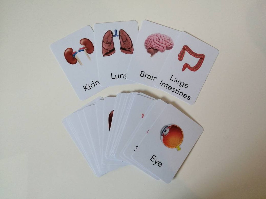 Human Anatomy Flashcards. Learning. Human Body. Handmade. - Etsy
