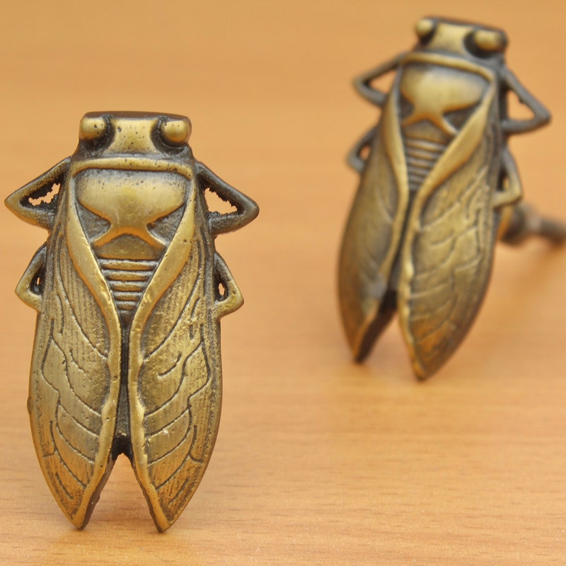 Insect Drawer Knobs - Etsy