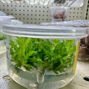 POGOSTEMON HELFERI 'DOWNOI' Tissue Culture Plant - Aquascape Aquarium ...