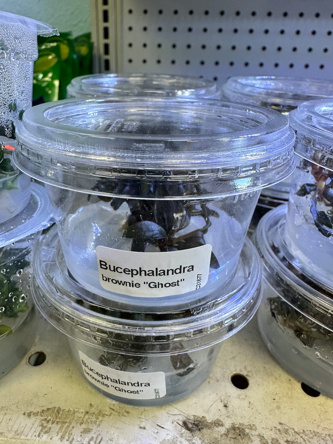 Bucephalandra Tissue Culture Cup - Assorted - Buce Green - Buce ...