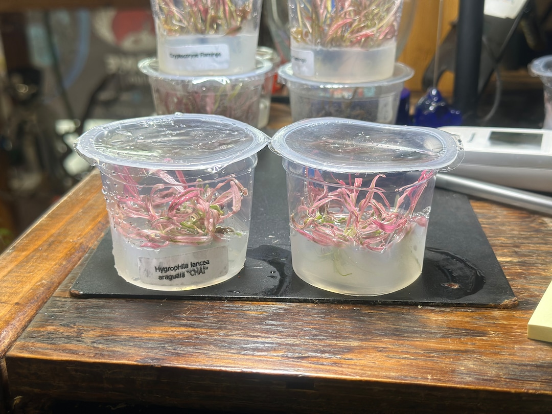 Hygrophila Chai Live Aquarium Plant - Vibrant Fast-growing Aquatic Stem ...