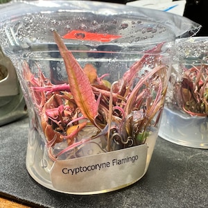 Cryptocoryne Pink Panther - Crypt Flamingo Tissue Culture Cup - Vibrant ...
