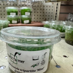 Hydrocotyle Tripartita 'mini' - Live Aquarium Plant Dwarf Pennywort ...