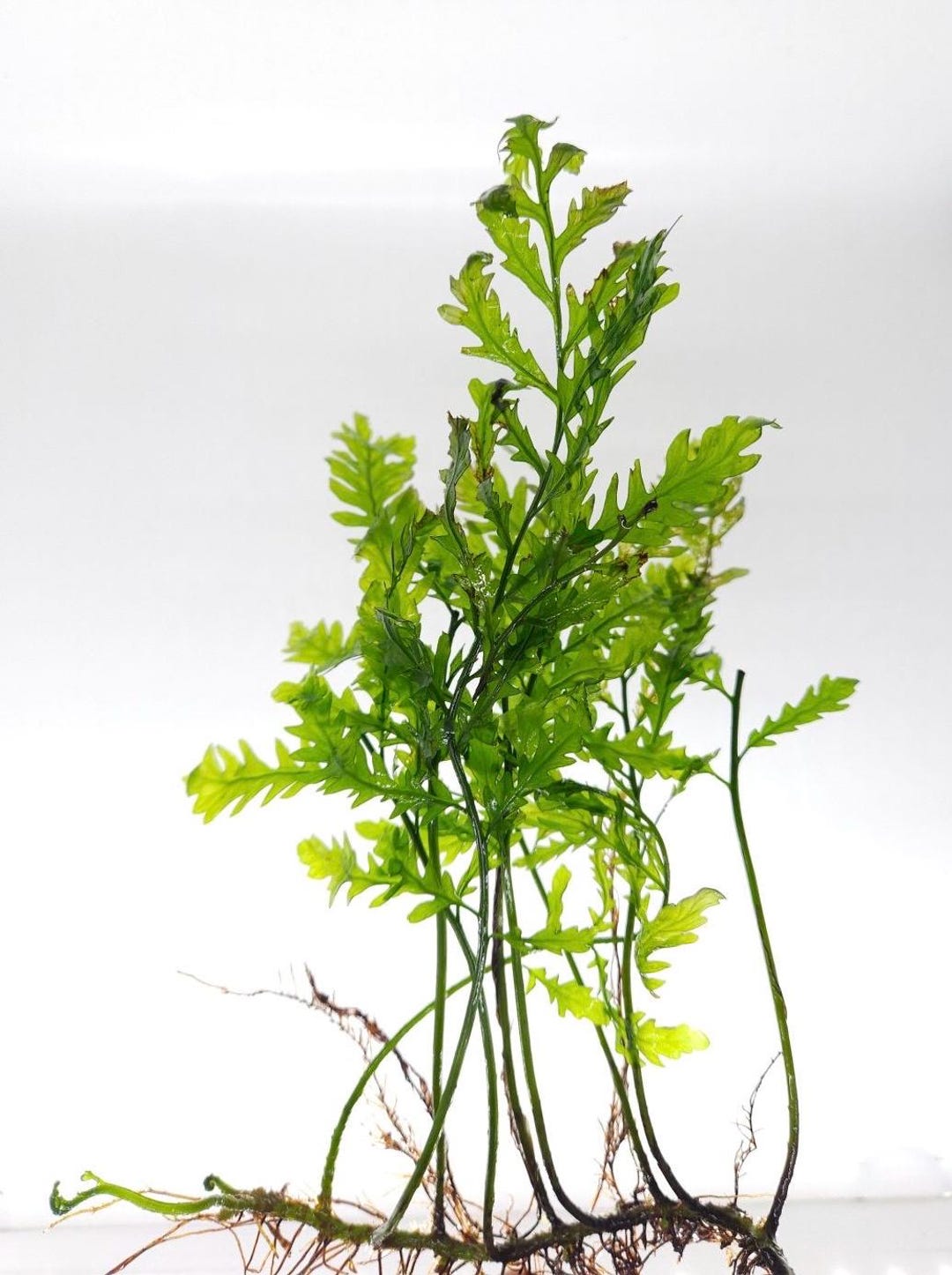 Bolbitis Heudelotii - African Water Fern | Congo Fern | Aquatic Fern ...