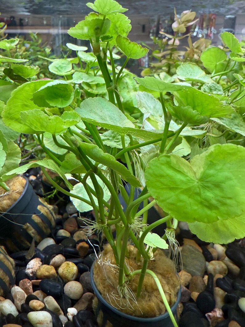 Variegated Hydrocotyle Leucocephala | Brazilian Pennywort – Rare ...
