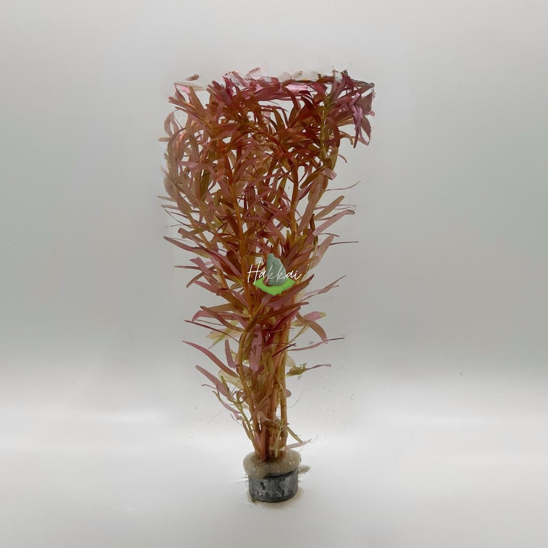 Rotala Rotundifolia "orange Juice" (rotala OJ) – Unique Orange-tinted ...