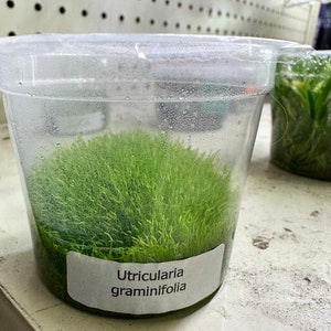 Utricularia Graminifolia Tissue Culture - Live Aquarium Plant ...