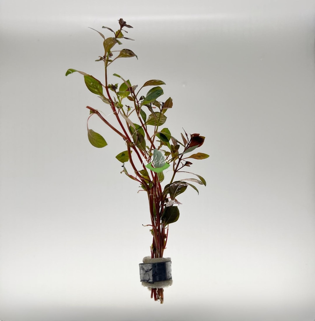 Mini Super Red Ludwigia (ludwigia Sp. "mini Super Red") – Vibrant Red ...