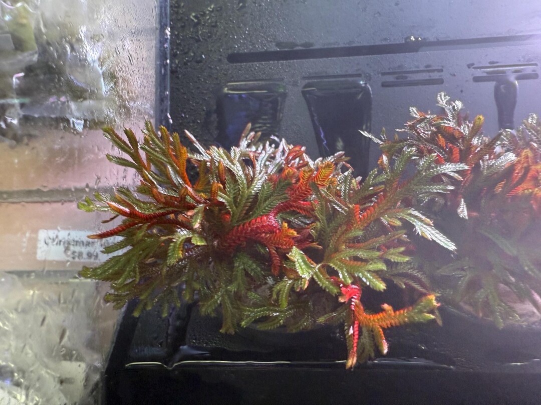 Selaginella Erythropus Ruby Red Club Moss Ruby Selaginella Red ...