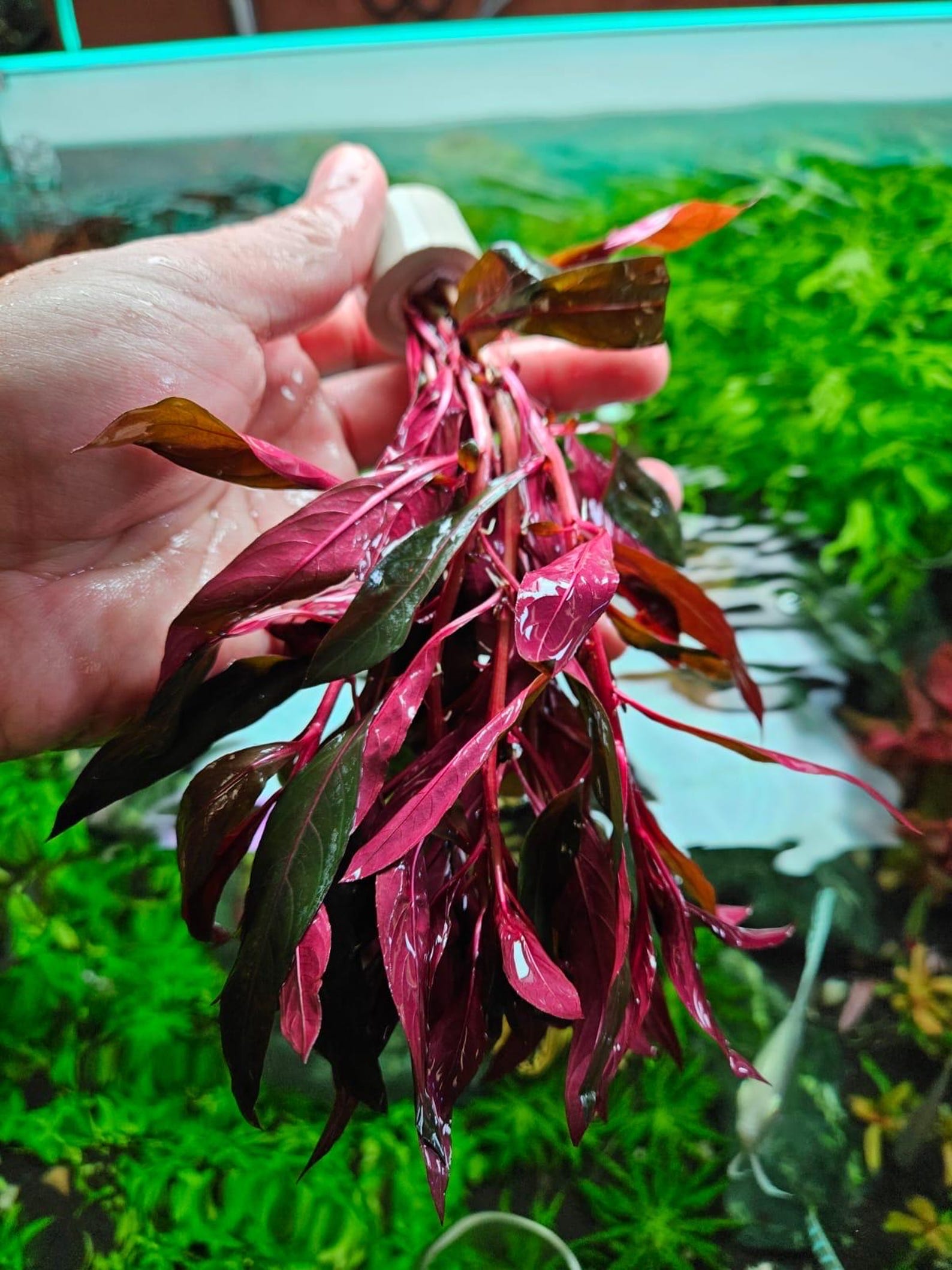 Alternanthera Reineckii | Premium Aquarium Plant - AR Stem Plant ...