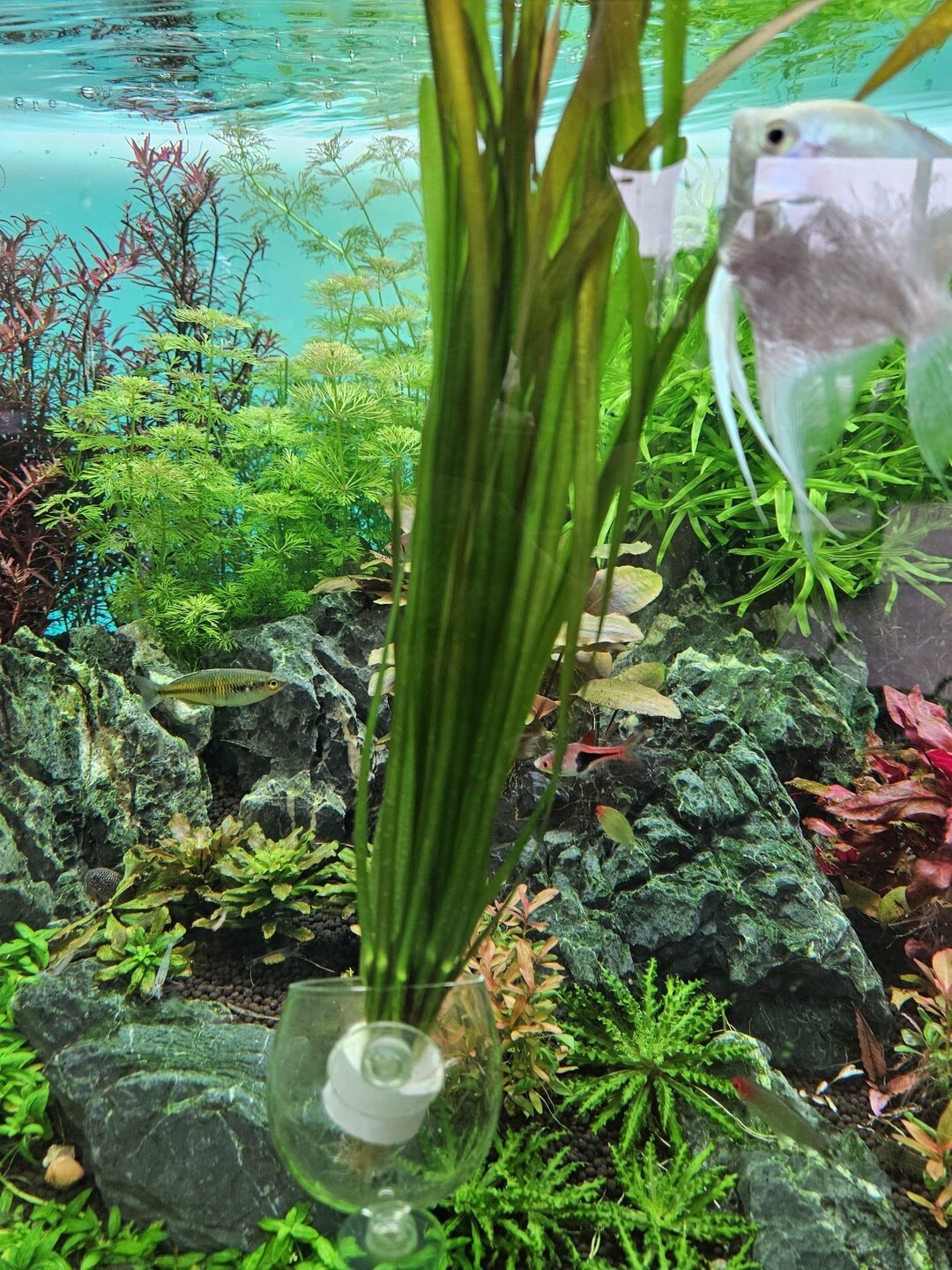 Vallisneria Americana “rubra” (red Val / Val Rubra) – Stunning Aquatic ...