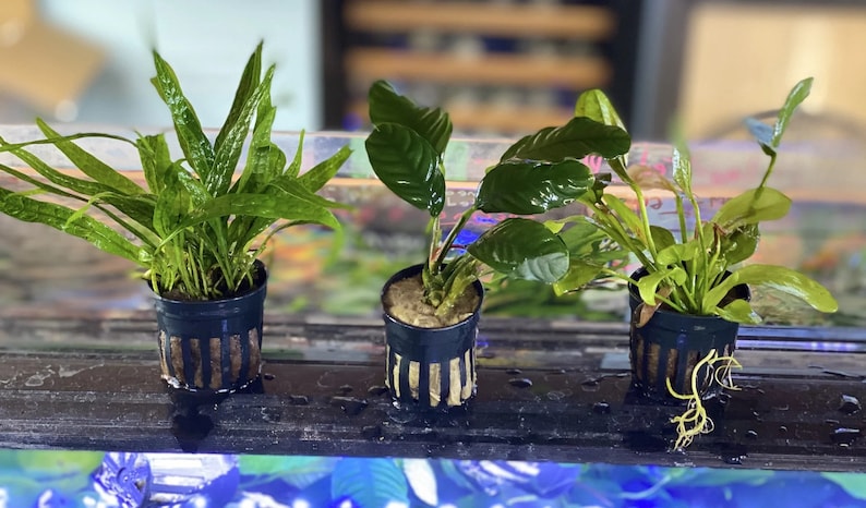 Aquarium Plant Omakase Bundle - Live Bunched & Potted Plants | Assorted ...