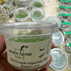 Hydrocotyle Tripartita 'mini' - Live Aquarium Plant Dwarf Pennywort ...