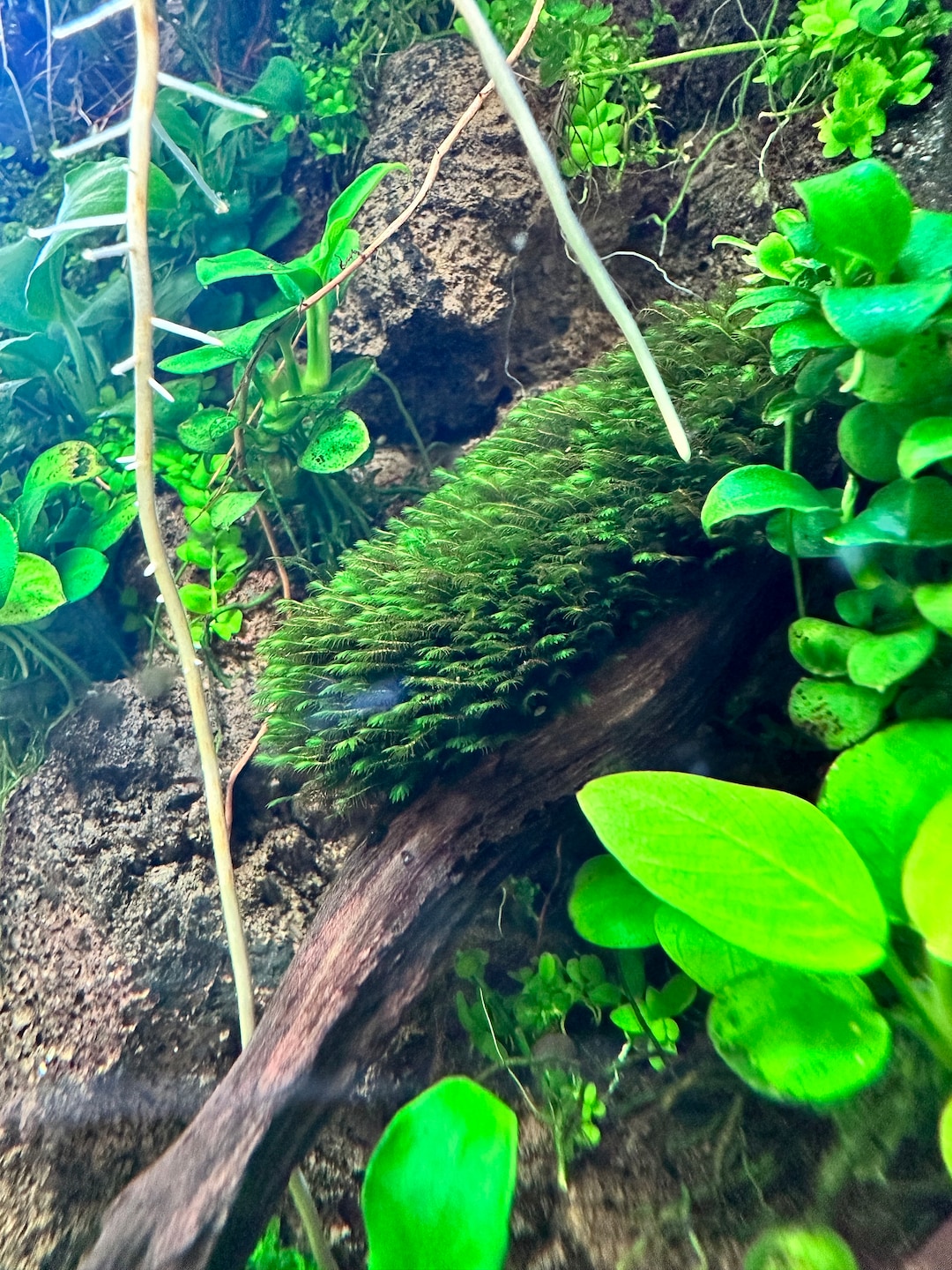 Taiwan Moss for Aquascaping – Perfect for All Aquarium Setups ...