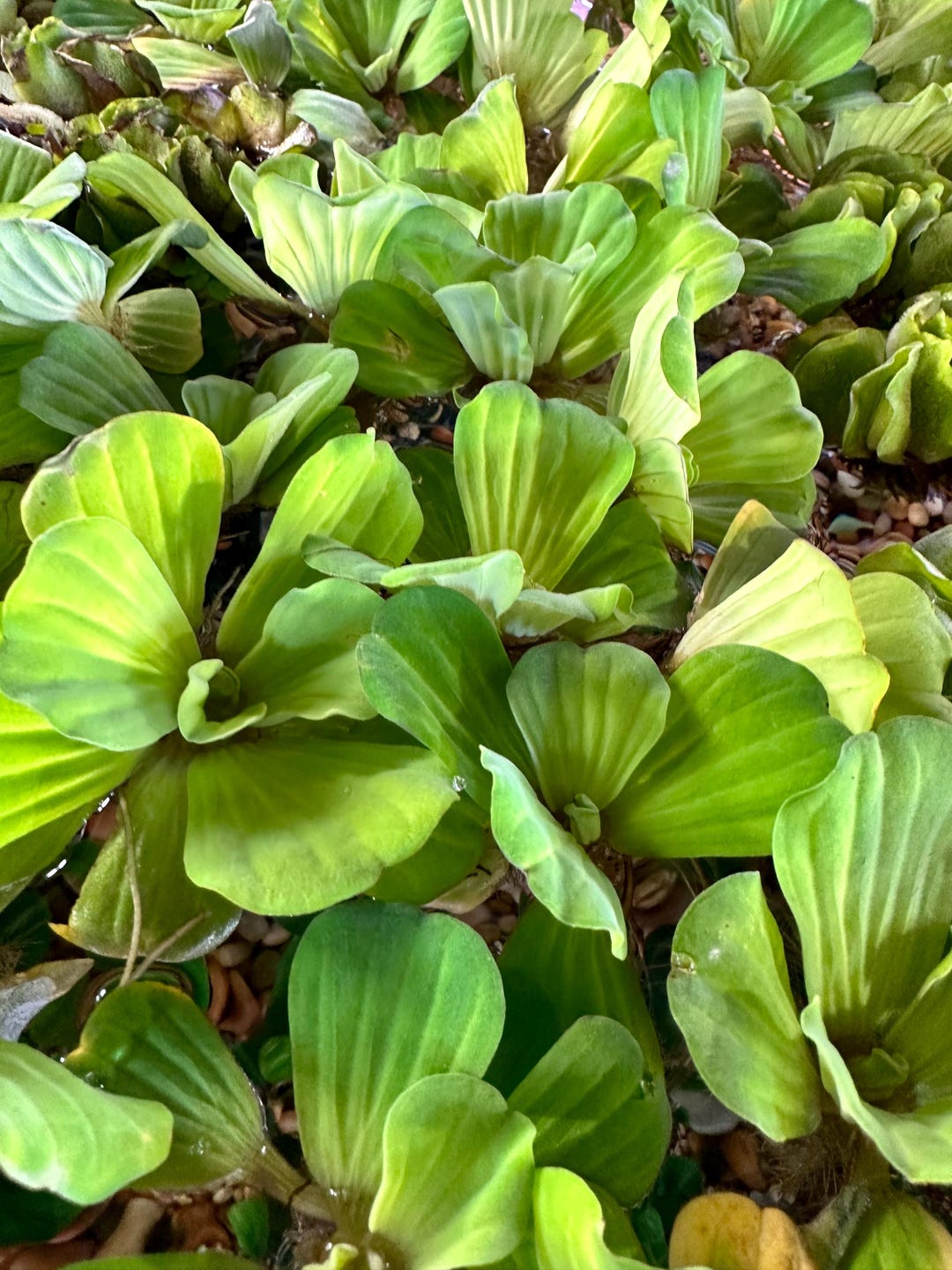 Water Lettuce (pistia Stratiotes) - Floating Plant for Aquariums and ...