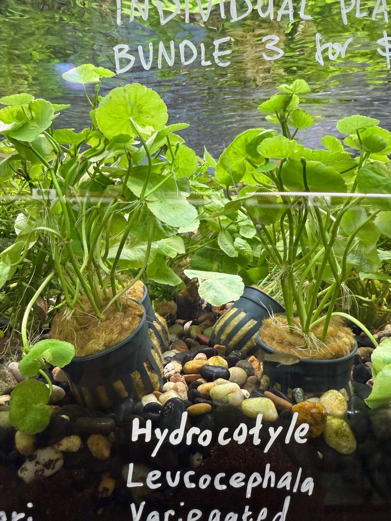 Variegated Hydrocotyle Leucocephala | Brazilian Pennywort – Rare ...