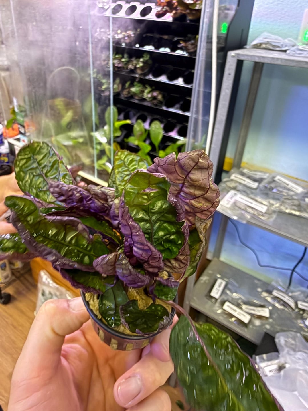 Hemigraphis Colorata - Purple Waffle Plant | Purple Waffle | Metallic ...