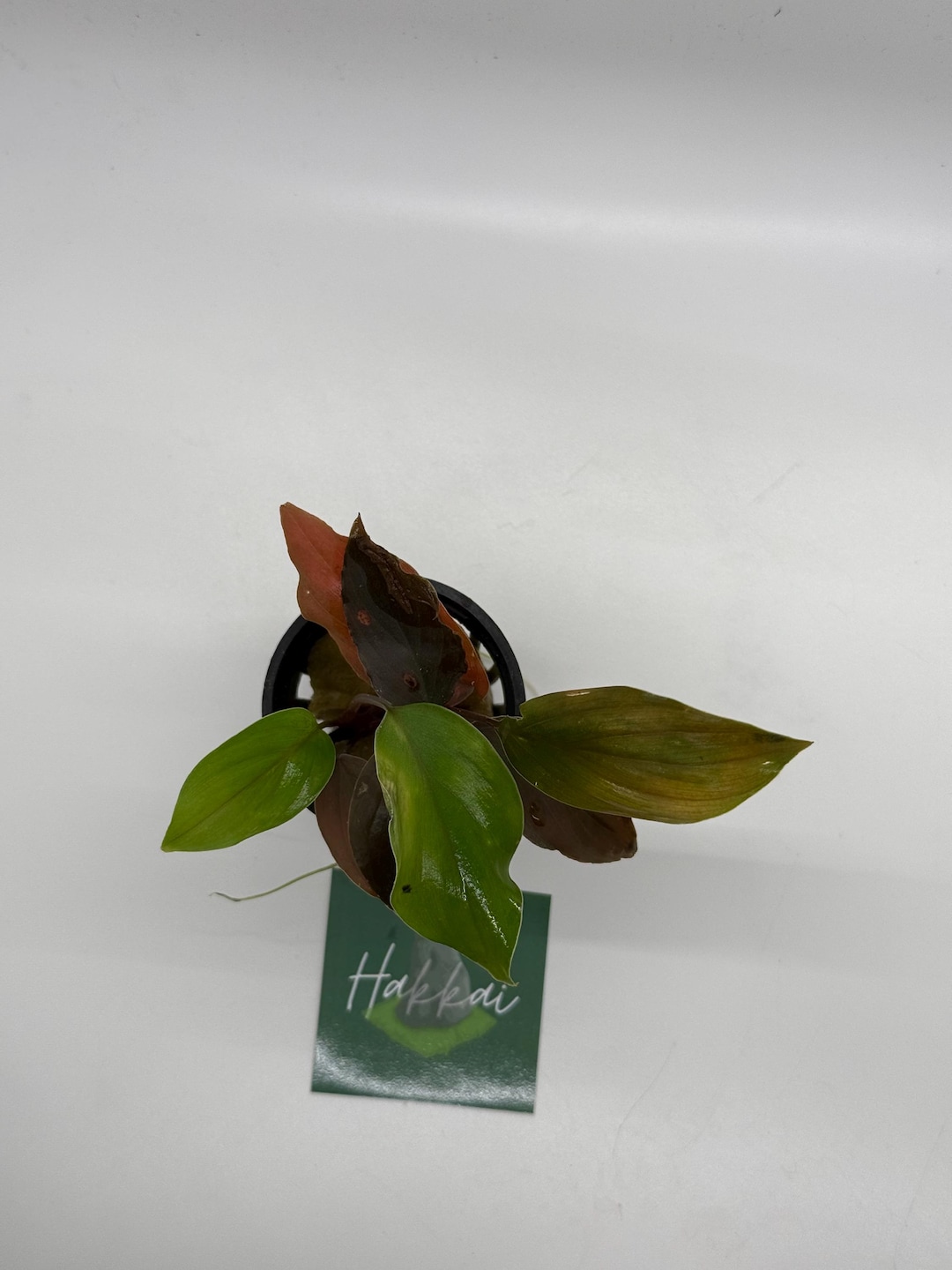 Homalomena Insignis - Rare Aquatic Plant | Emersed and Submersed Growth ...