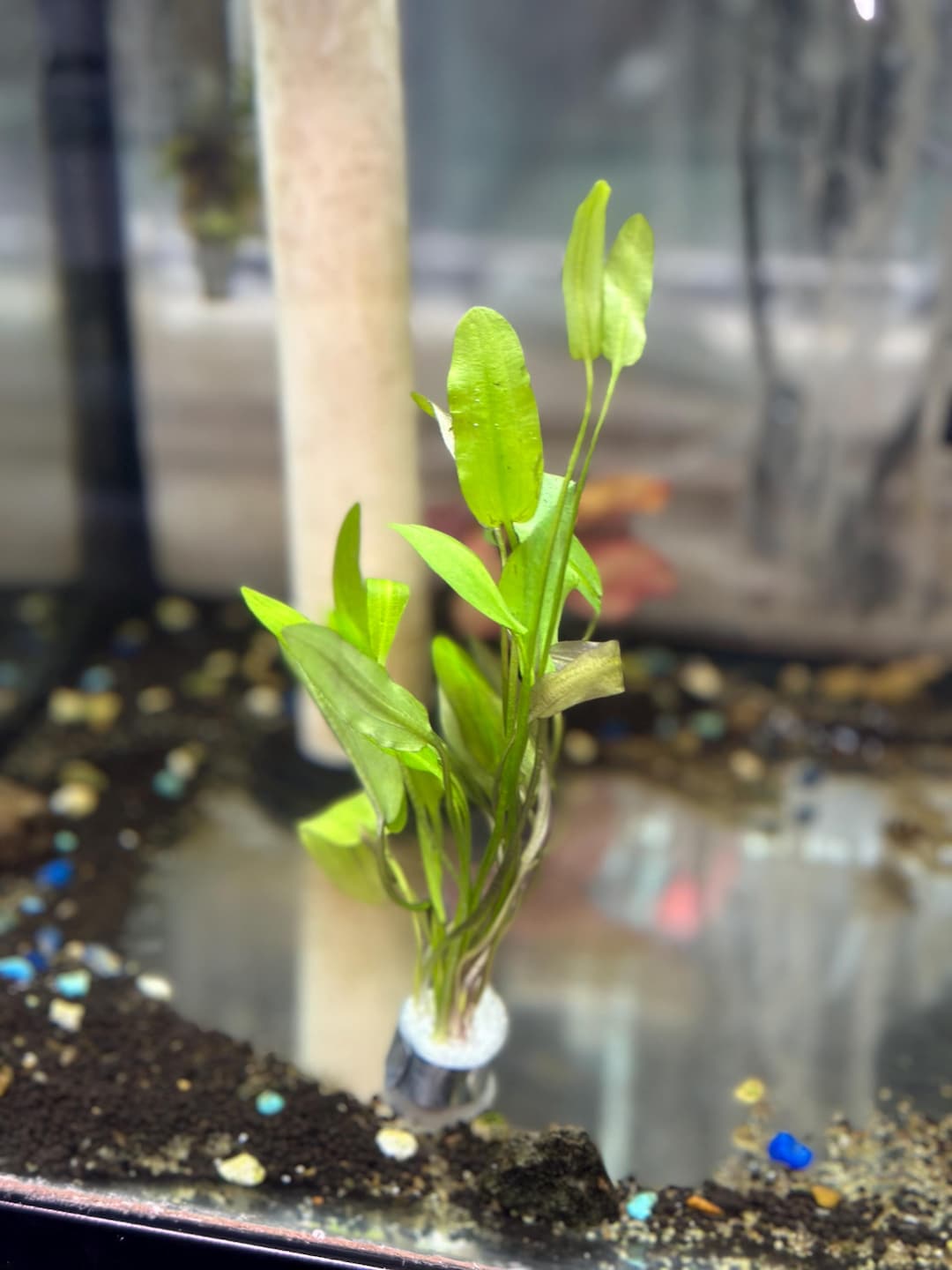 Aponogeton Natans - Live Aquatic Plant for Freshwater Aquariums ...