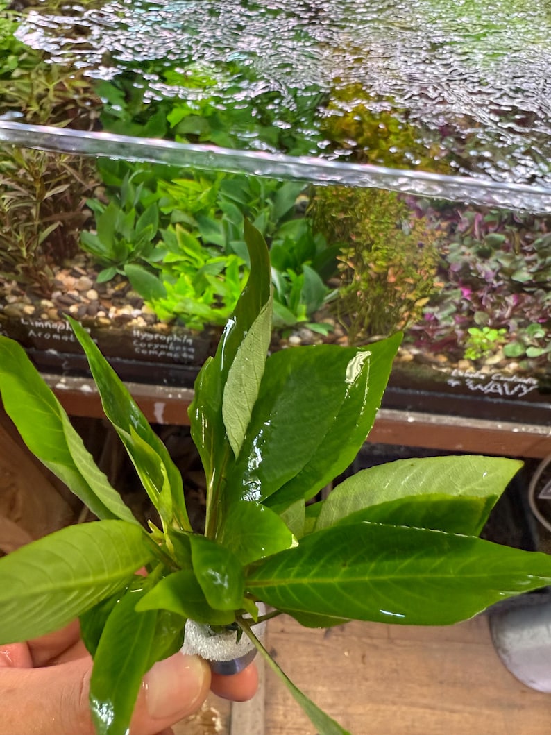 Hygrophila Corymbosa Compacta | Compact Temple Plant, Mini Giant Hygro ...
