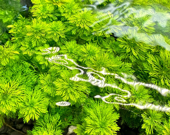 Limnophila Heterophylla - Aquatic Plant Bunch - Aquarium Stem Plant ...
