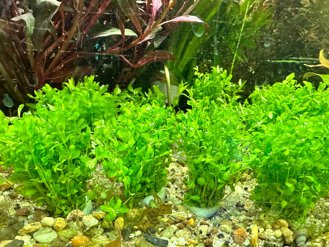 Hemianthus Micranthemoides (pearl Weed) - Pearlweed Pearl Grass ...