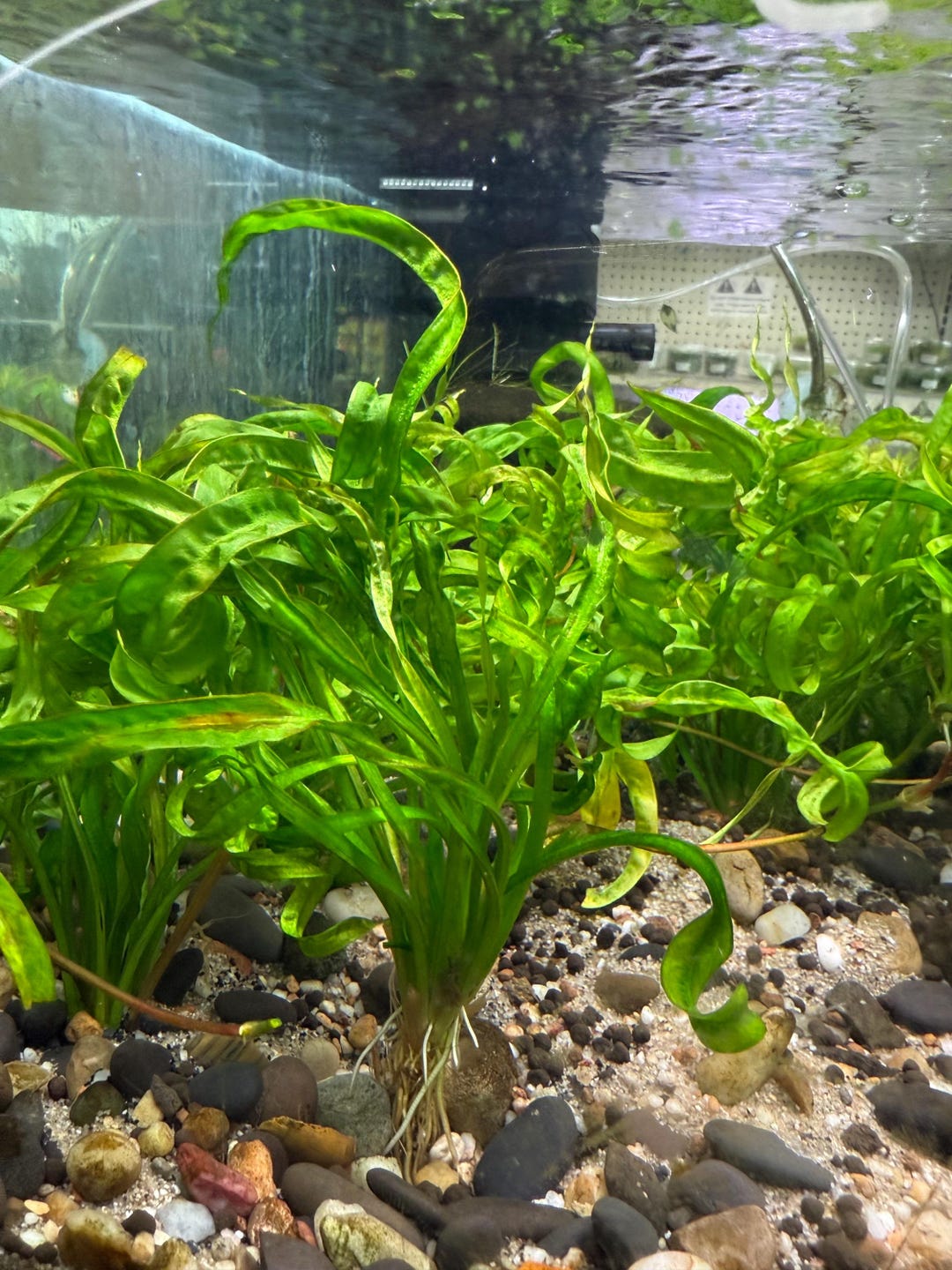Helanthium ‘vesuvius’ – Twisted Sword Plant | Unique Spiral Growth ...